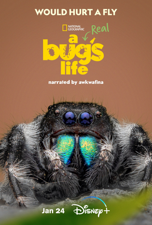 A Real Bug's Life (2024) - Poster US - 2026*3000px